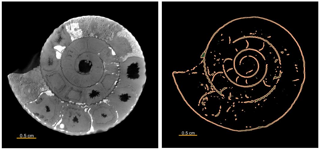 Ammonite Fossil Scan by X-ray CT
