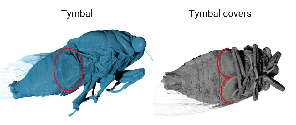 Cicada Analysis by X-ray CT