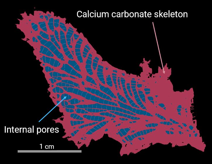 Coral Surface Area and Porosity Analysis by X-ray CT