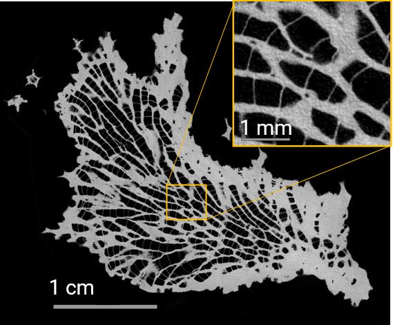 Coral Surface Area and Porosity Analysis by X-ray CT