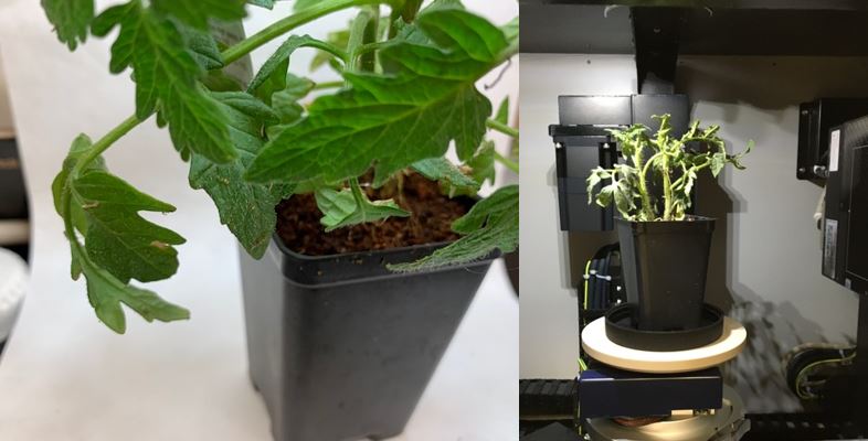 Tomato Plant Root System Analysis by X-ray CT
