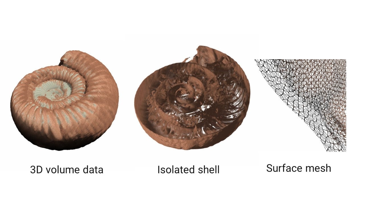 Ammonite Fossil Scan by X-ray CT